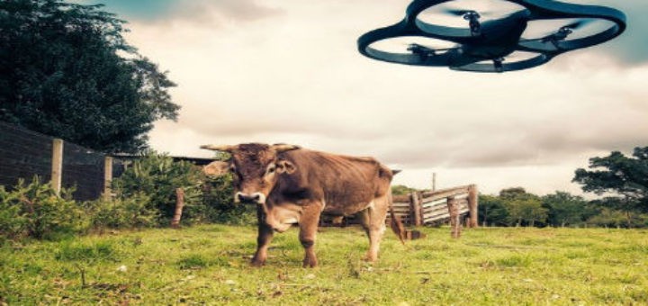 Cattle Surveillance Drones Offer Many Benefits To Farmers